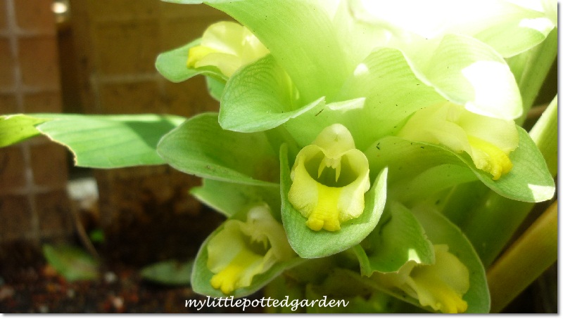 My Little Potted Garden: Beautiful Flower of The Turmeric Plant