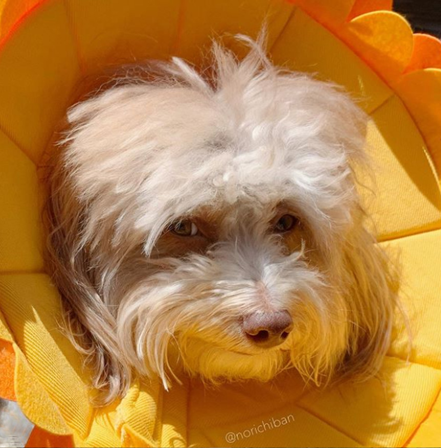 Conozcan a Nori, el adorable perrito con expresiones casi humanas ...