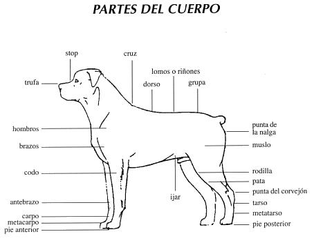 Peluquero Mascotas: Partes de un perro