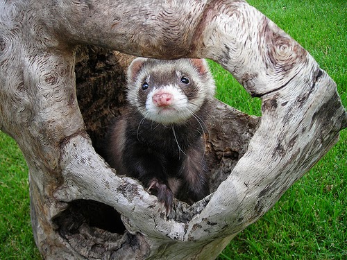 El Mágico Bosque: marzo 2015