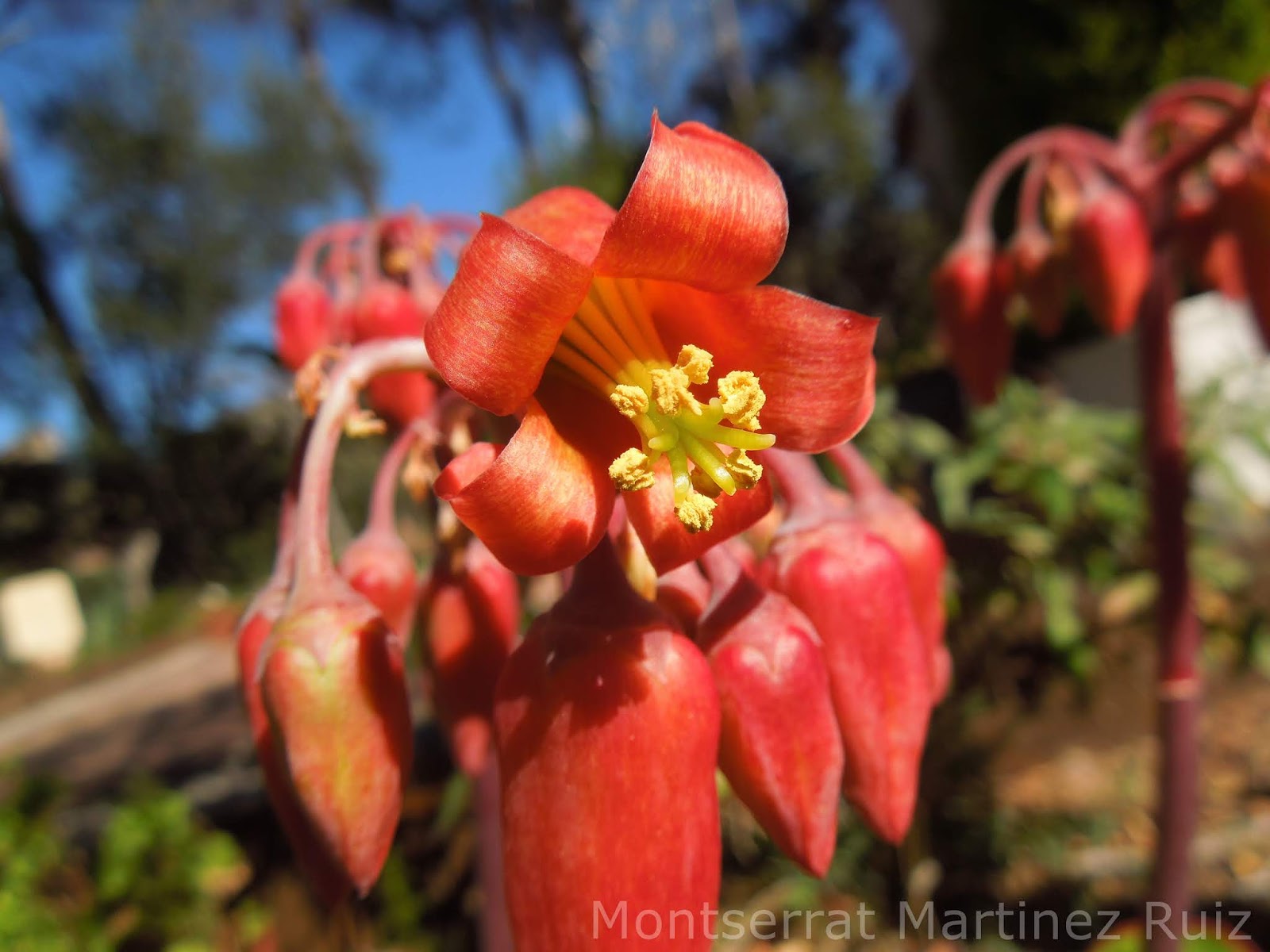 Floración paso a paso de COTYLEDON MACRANTHA - BOTÀNIC SERRAT