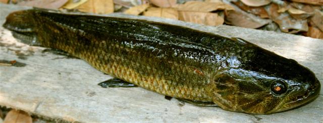 Artes de Pesca: VAMOS A PESCAR TARARIRA