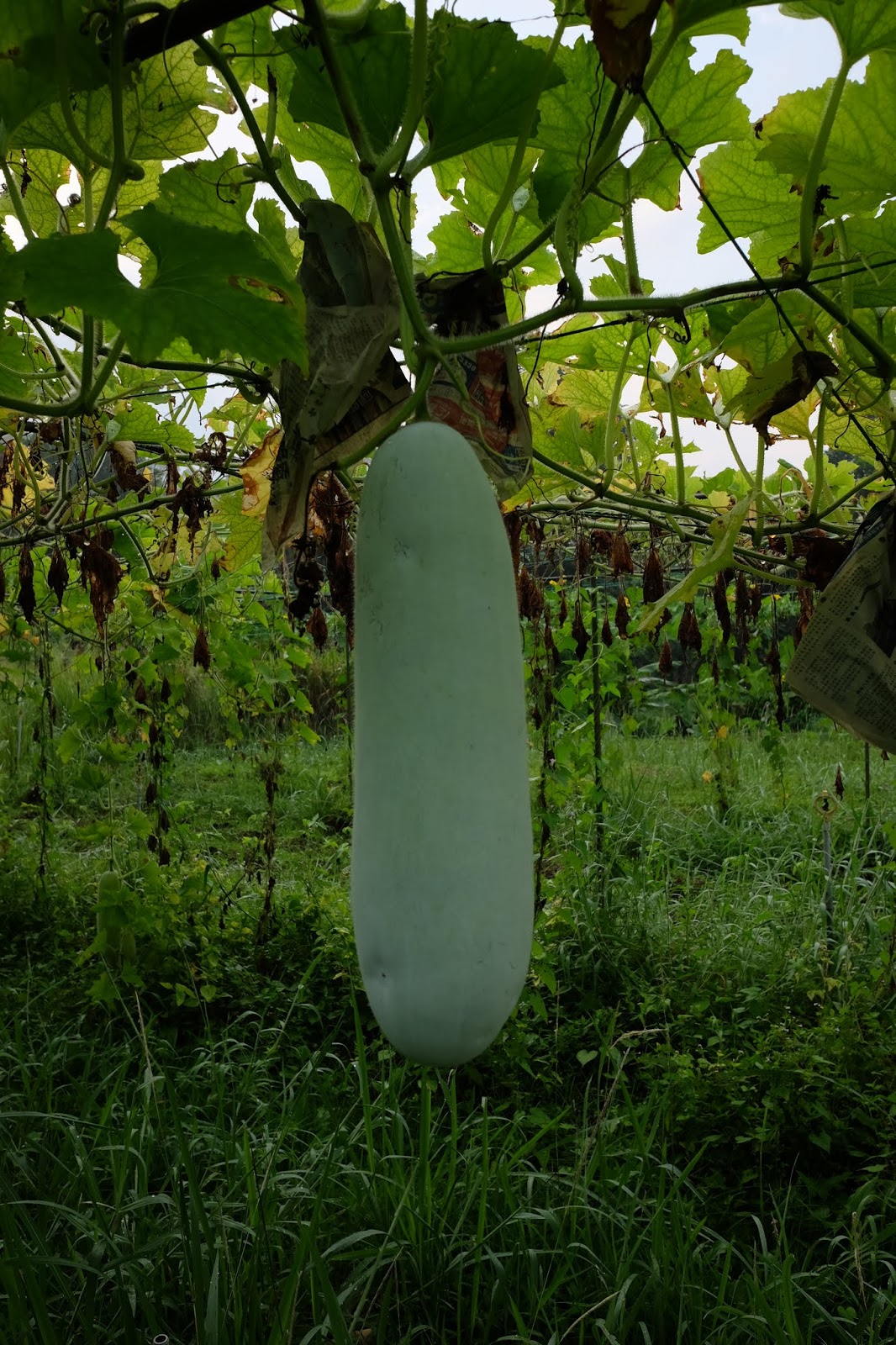 GK ORGANIC FARM with Tai's Choice ...as nature intended: Fresh Produces