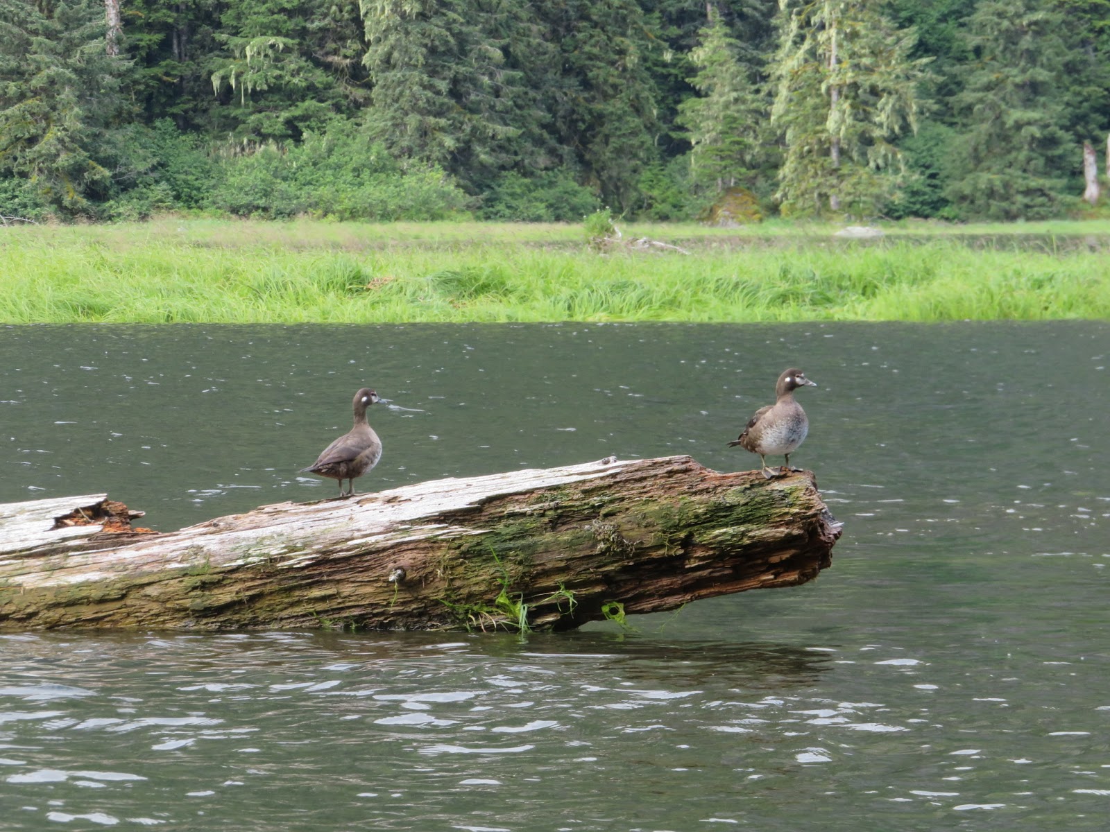 USA- Alaska- Red Bluff Bay