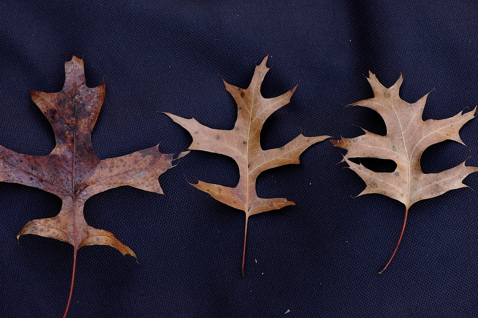 Field Biology in Southeastern Ohio: Oaks of Ohio