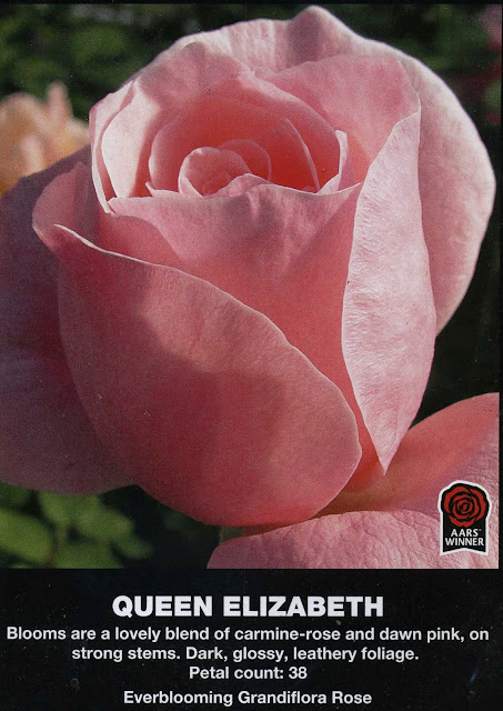 MARIETTE'S BACK TO BASICS: {Our New Roses from Costco}