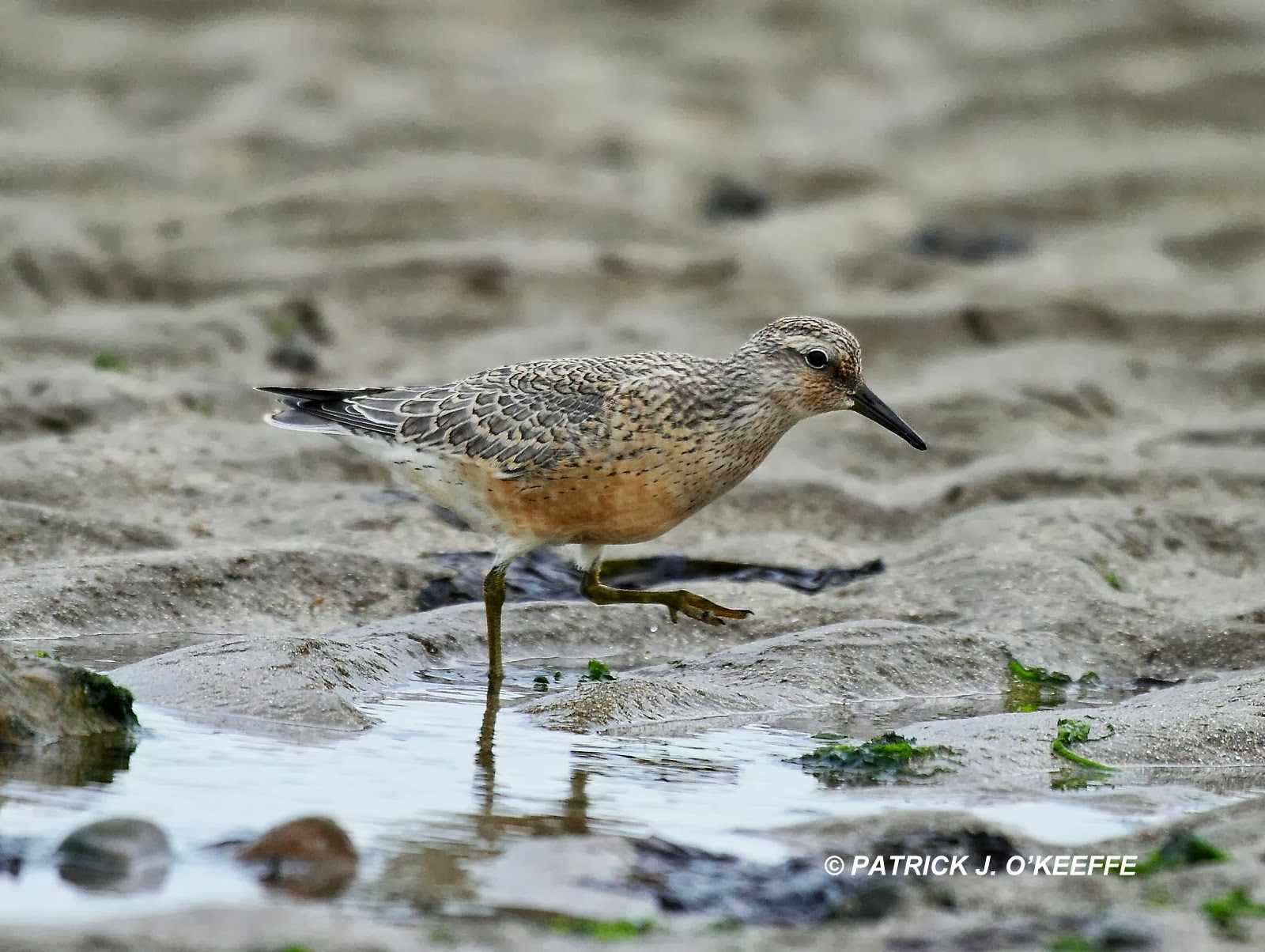 Raw Birds: Calidris canutus