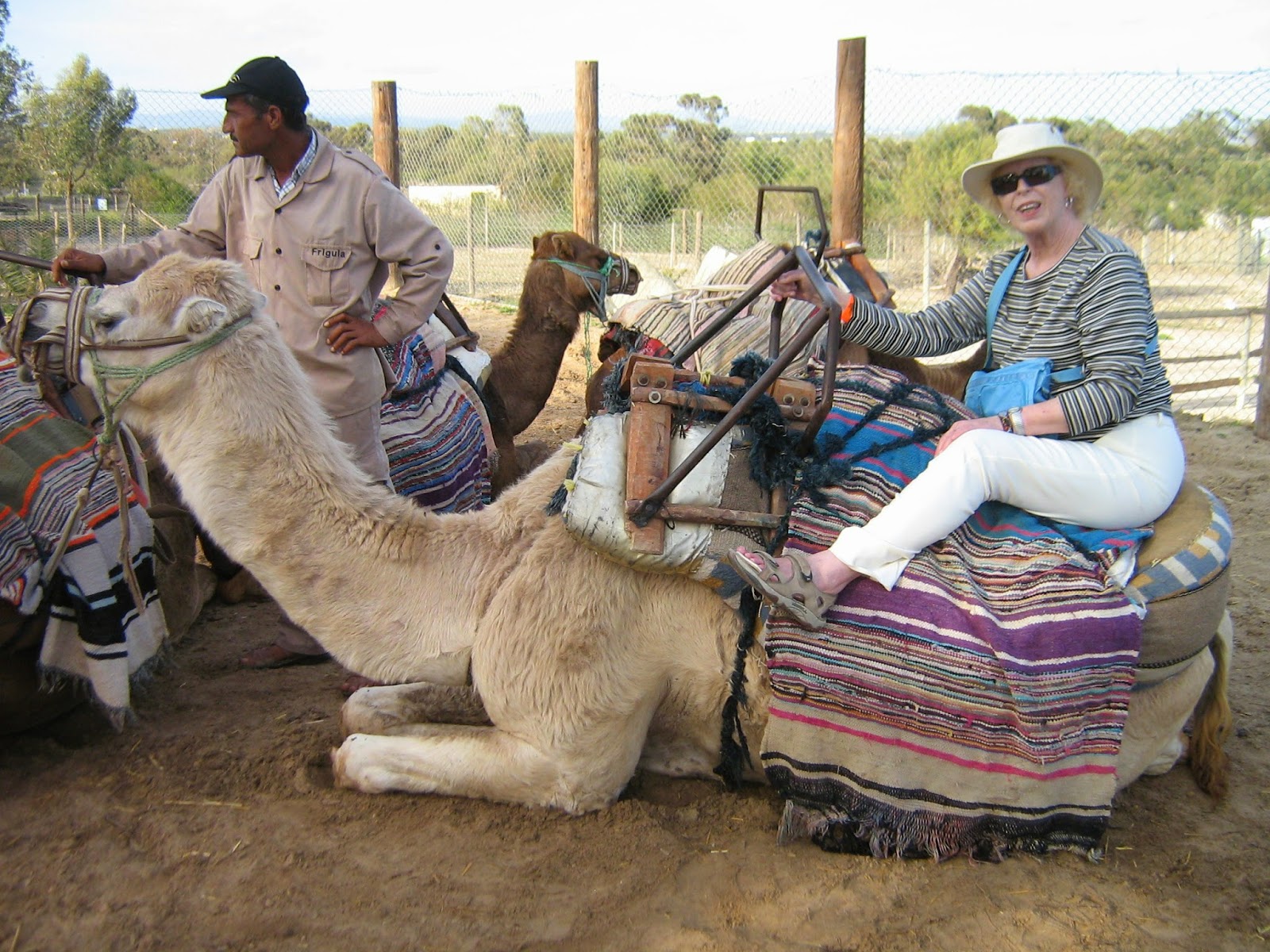 CamelDabble TravelBabble: Saddles