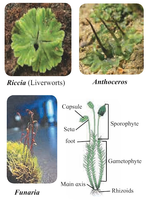 Biology - Kingdom Plantae - Explanation