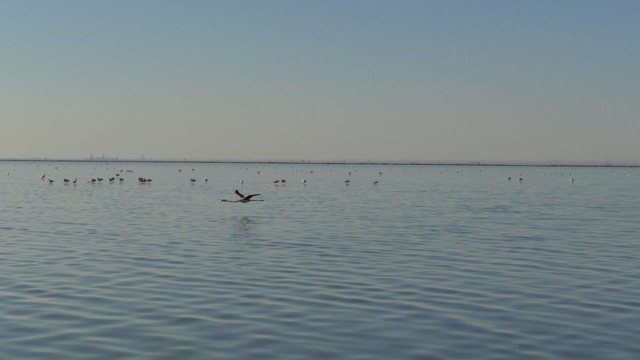 Southern Africa's Ramsar Sites: Walvis Bay (Namibia)