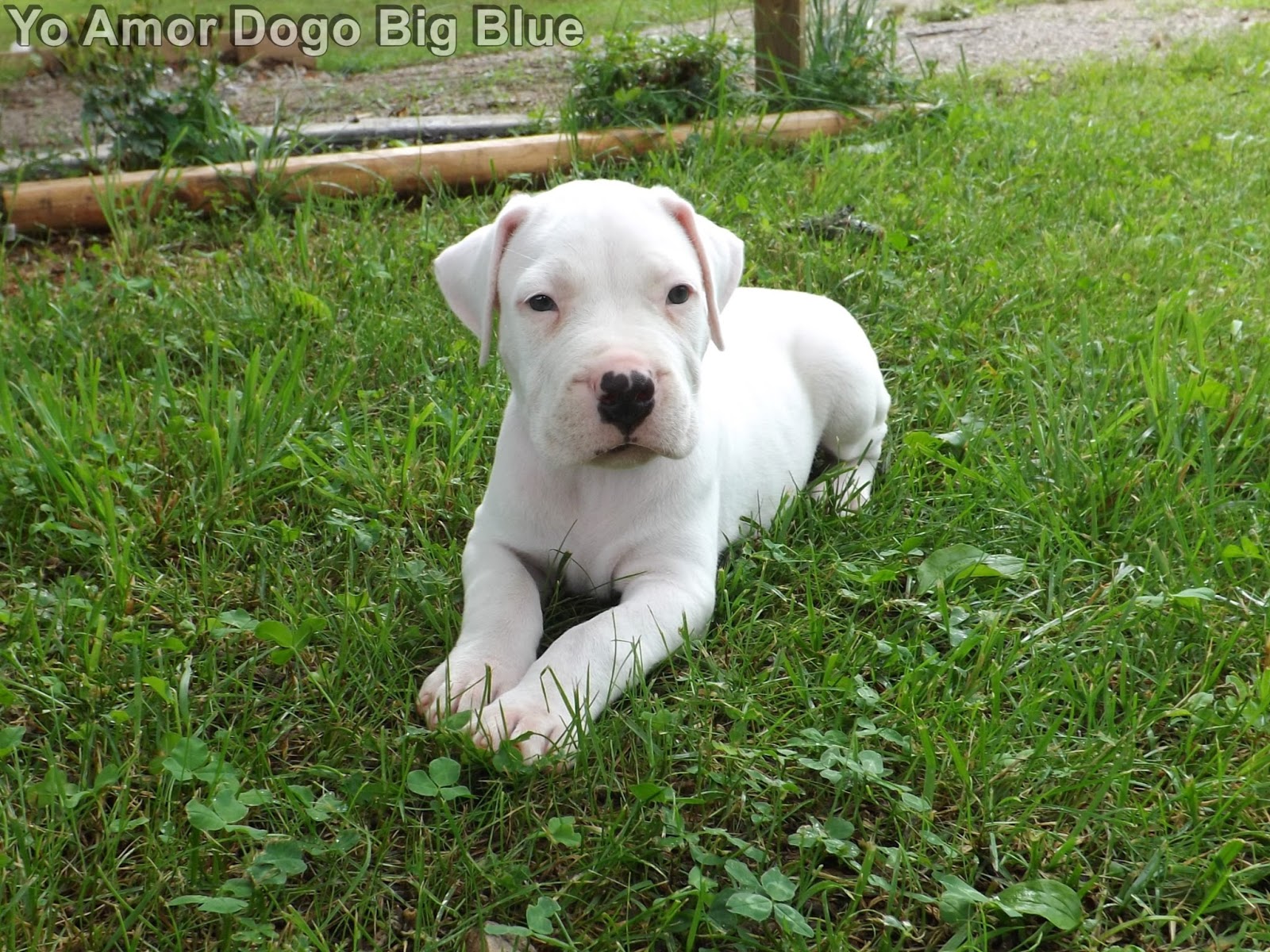 Yo Amo Dogos aka Yo Amor Dogos: Big Blue Male Dogo Argentino for sale ...