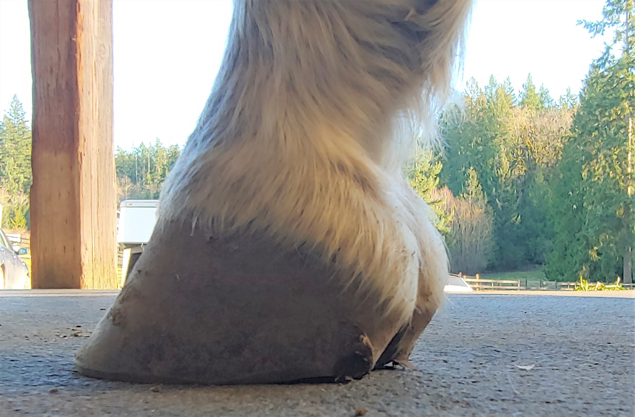 My Barefoot Journey with Joe