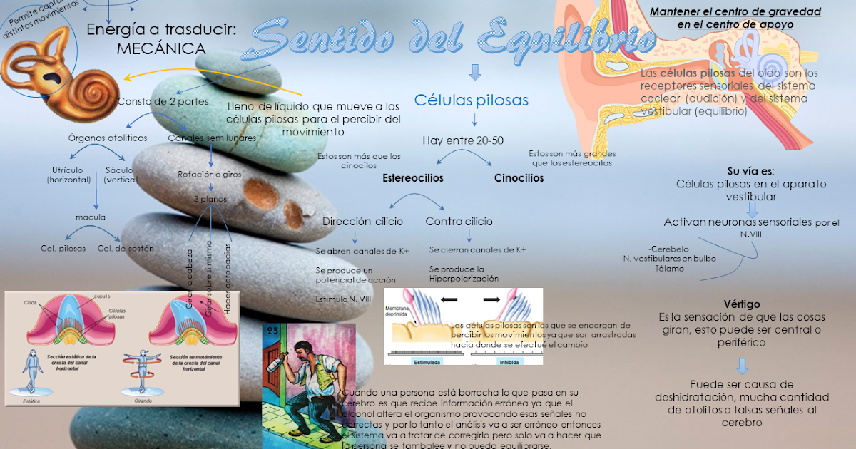 Blog de fisiología básica UAS de Diana Laura Flores Castillo ciclo 2018 ...