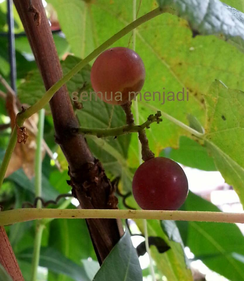 Jualan Benih Tanaman Semua Menjadi: Keratan Batang Anggur Isabela untuk ...