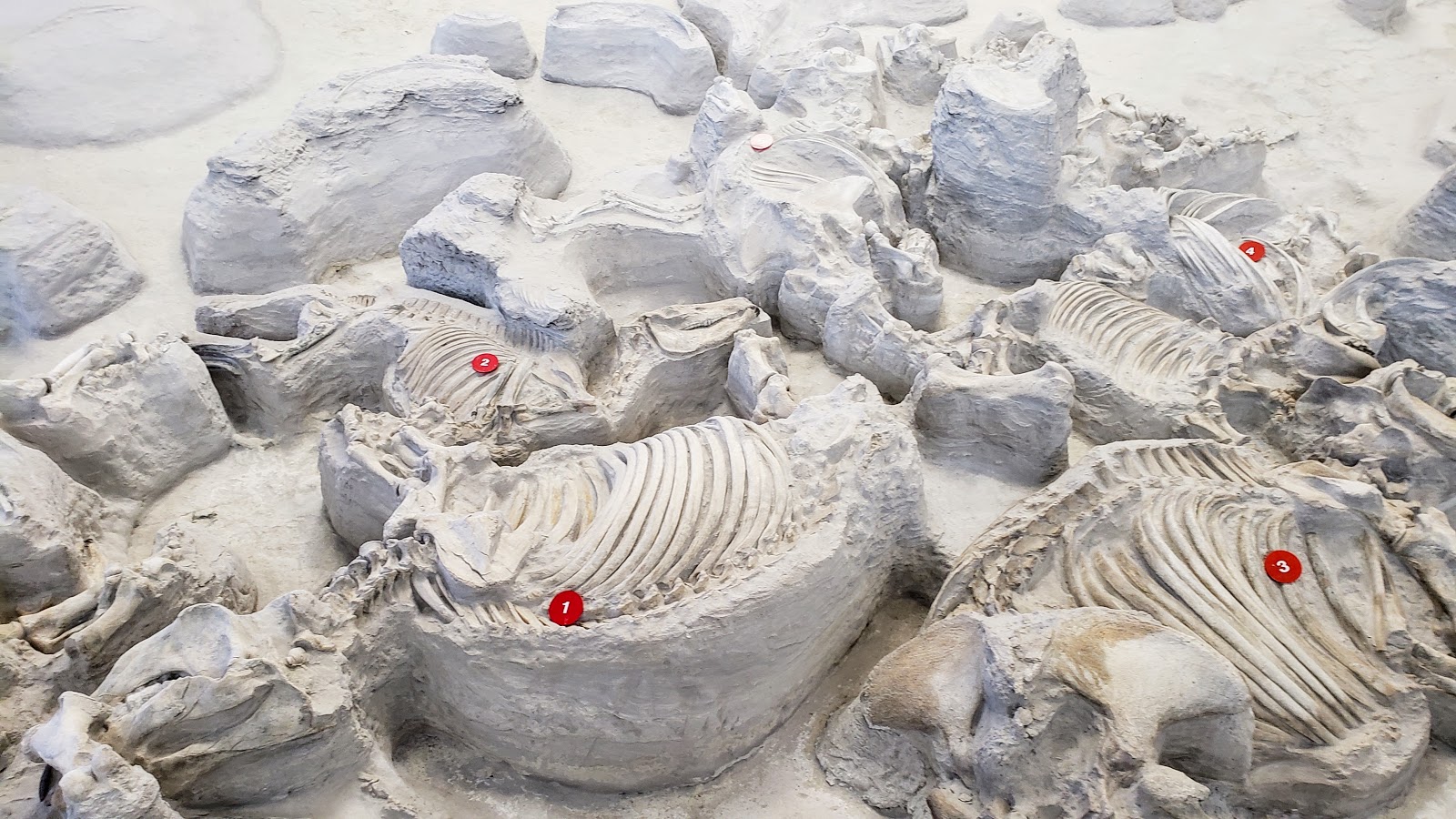 History and Culture by Bicycle: Ashfall Fossil Beds State Historical ...