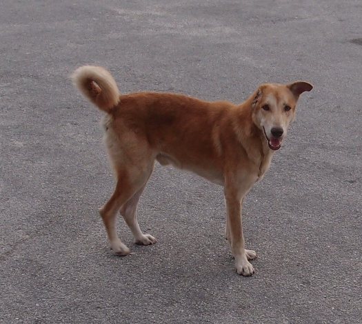 Xing Fu: ONE EARED DOG
