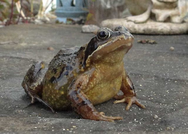 My Hebridean Blog: One big fat Frog