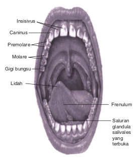 Biologi SMA: Organ-organ Pencernaan Manusia dan Fungsinya