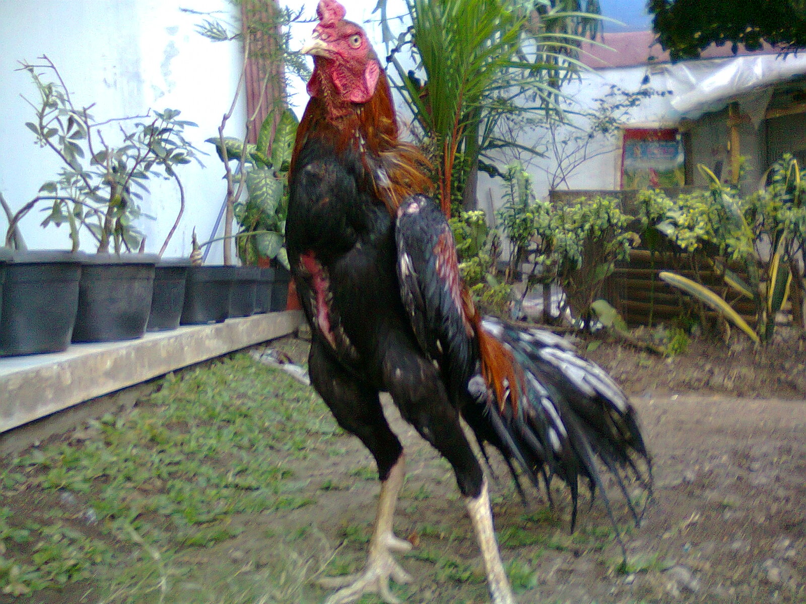 Berikut Ayam Bangkok Super Yang Berkualitas | Info Beternak Hewan