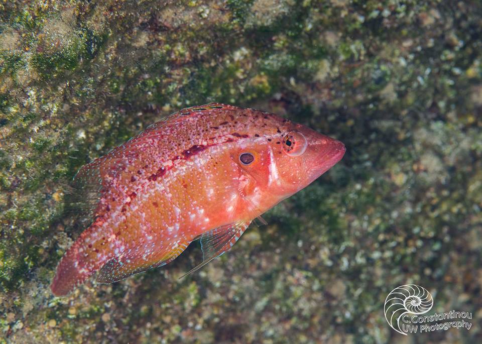 Biodiversity of Cyprus by NGO Protection of the Natural Heritage and ...