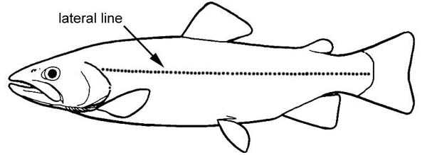 The Fish Hut: Finesse Fishing