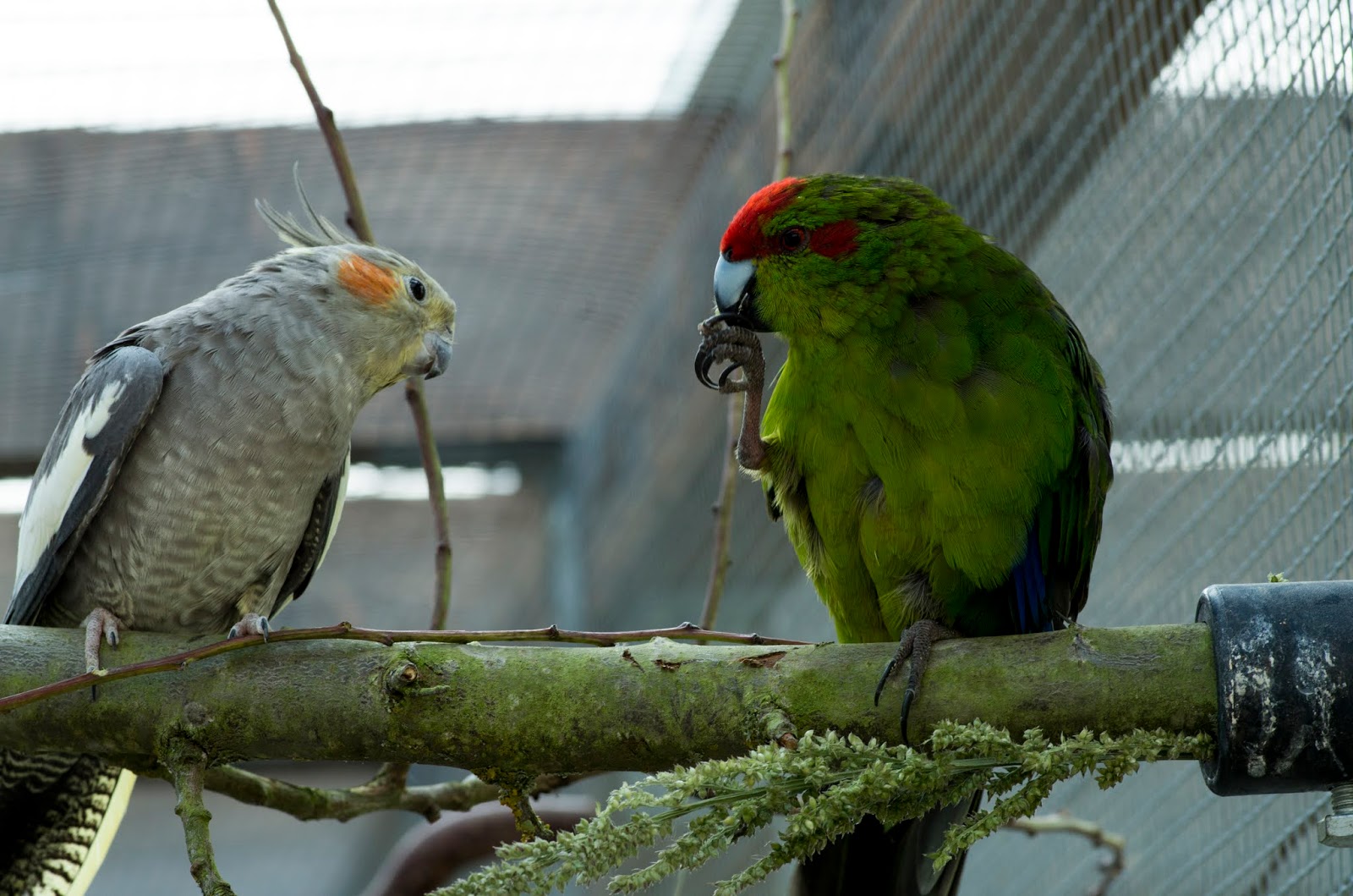 Ara Cian: Vogelportrait: Ziegensittich
