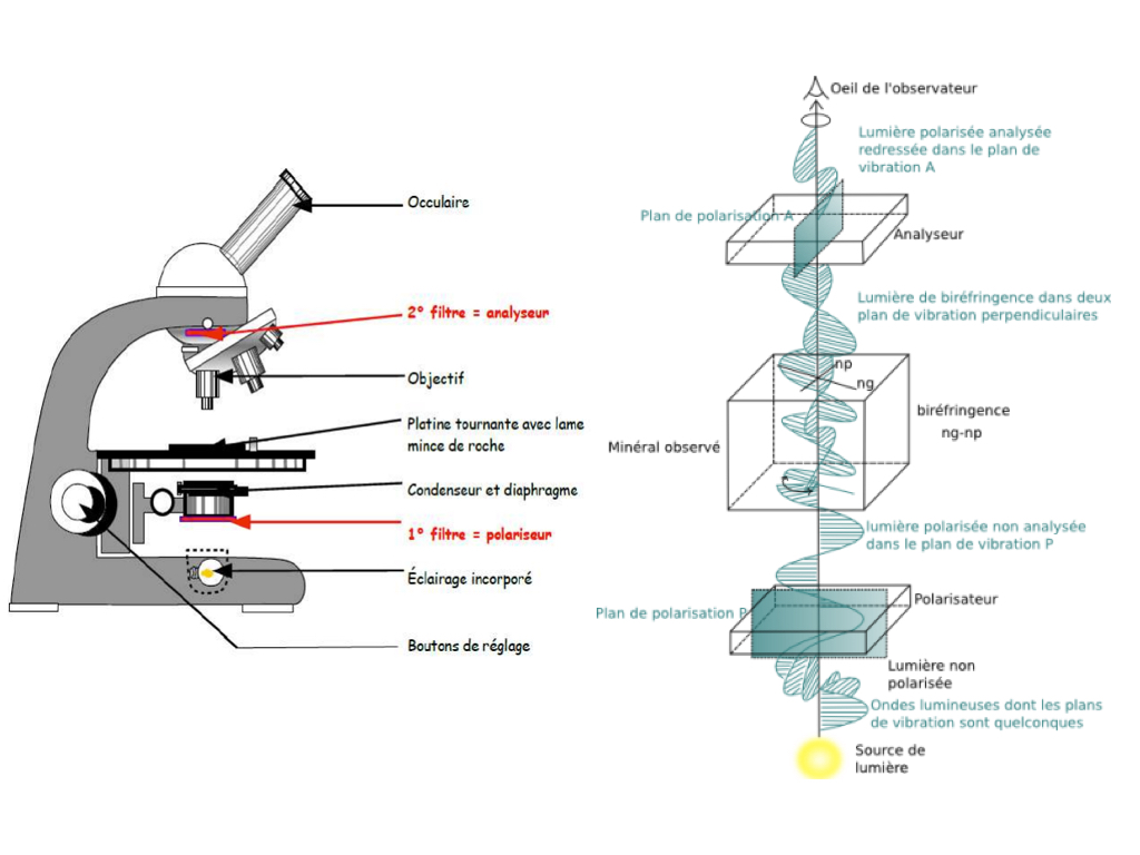 svtOlycée: septembre 2019