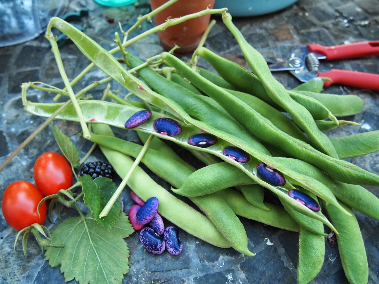 Rumtea's Hobbies: Scarlet Runner Bean Harvesting!