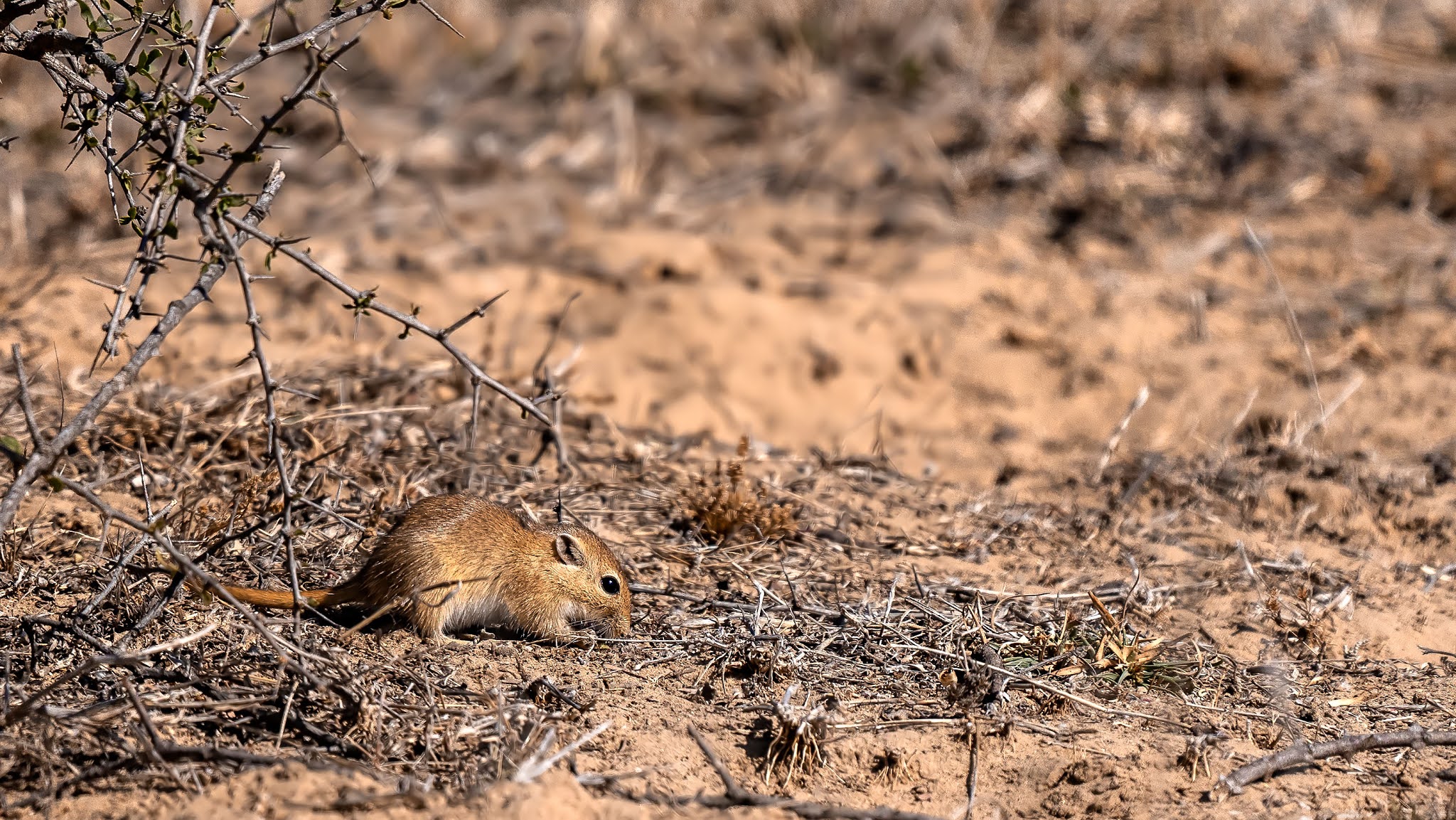The Curious Life Of Indian Desert Jird