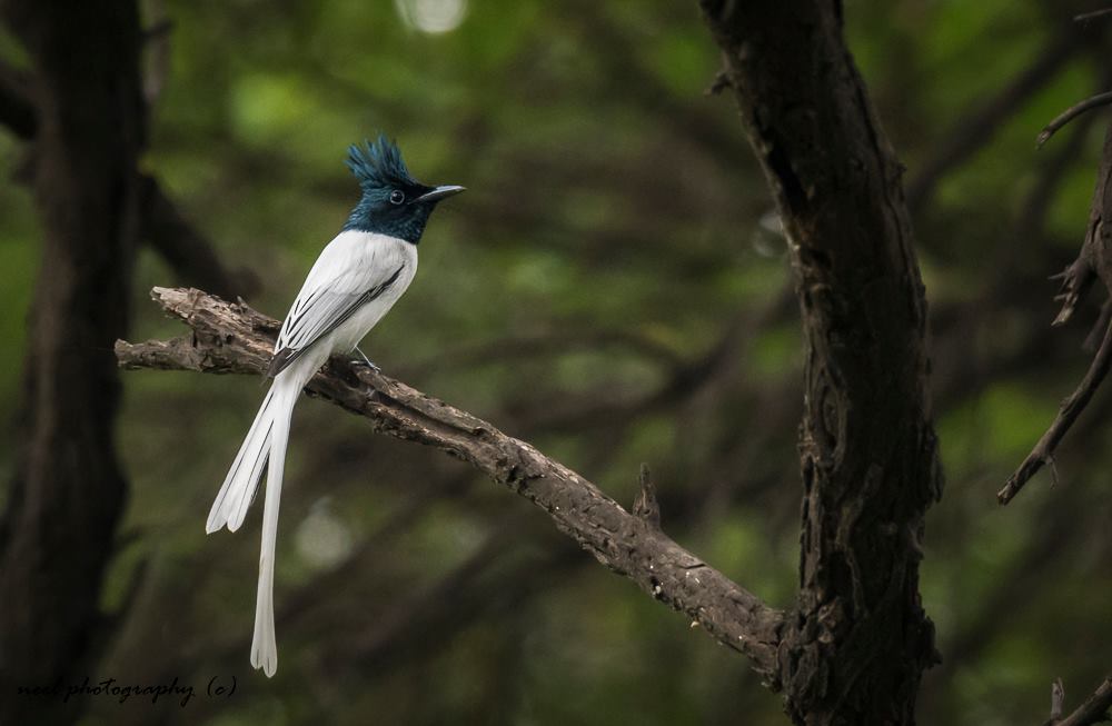 Asian Adventures: Kashmir And Ladakh Birding Tour Trip Report