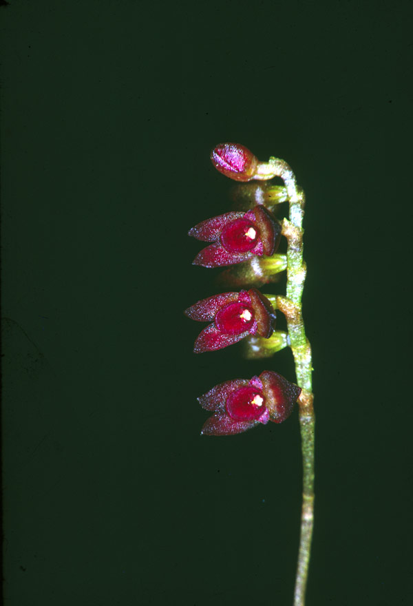 PLANT FAMILIES OF PUERTO RICO AND FLORIDA PAPO VIVES: ORCHIDACEAE ...