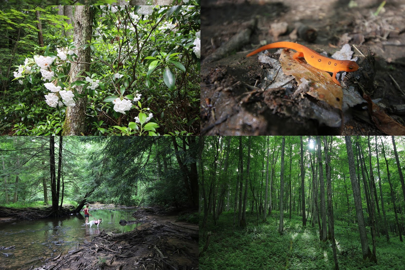 Hiking and Exploring the Quebec Run Wild Area, Forbes State Forest ...