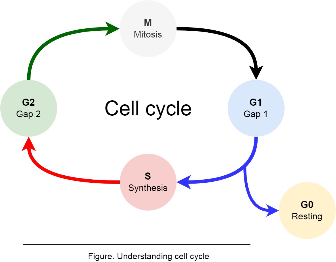 Introduction of chemotherapy