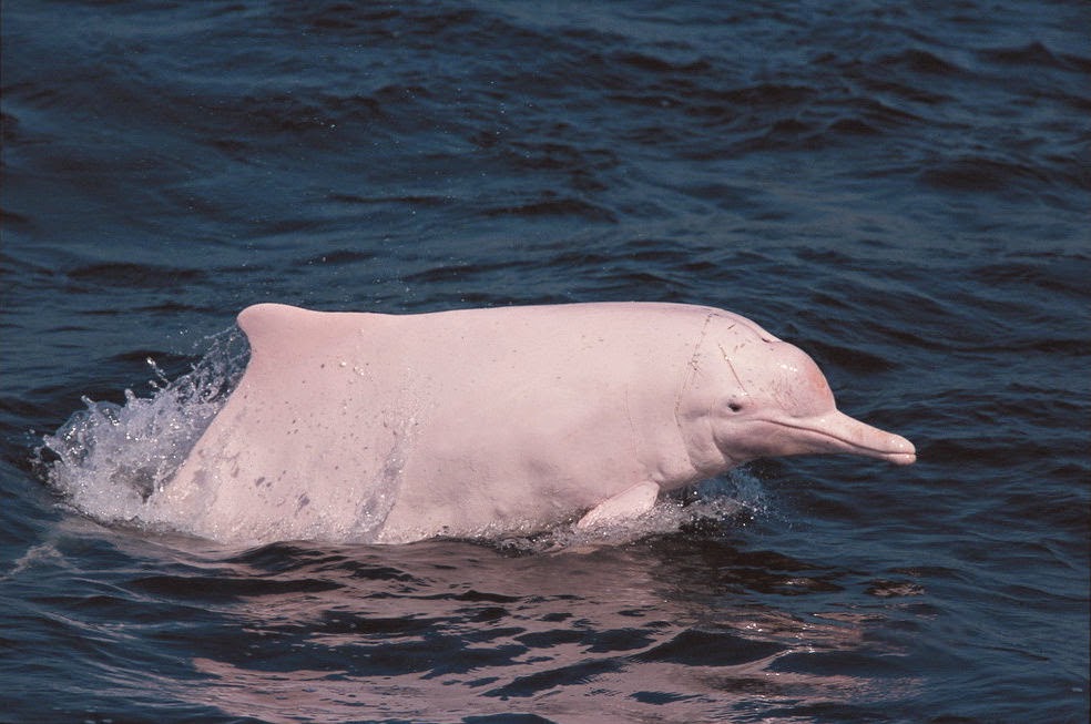 A MAGYAROK TUDÁSA: DELFINEK