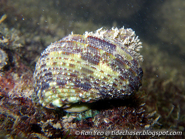 tHE tiDE cHAsER: Turban Snails (Phylum Mollusca: Family Turbinidae) of ...