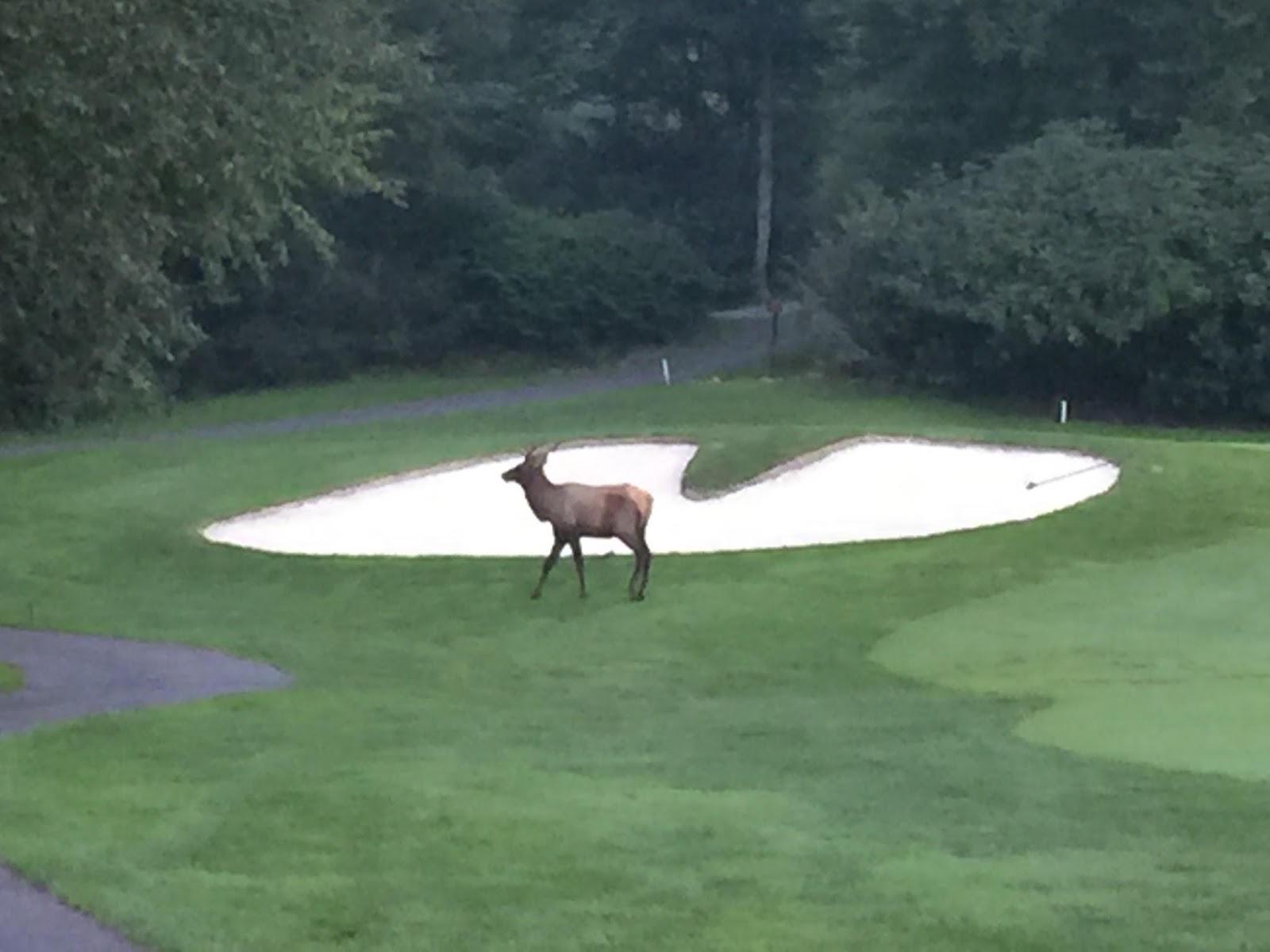 Highlands Falls Country Club Golf Course Maintenance: Elk at Highlands ...