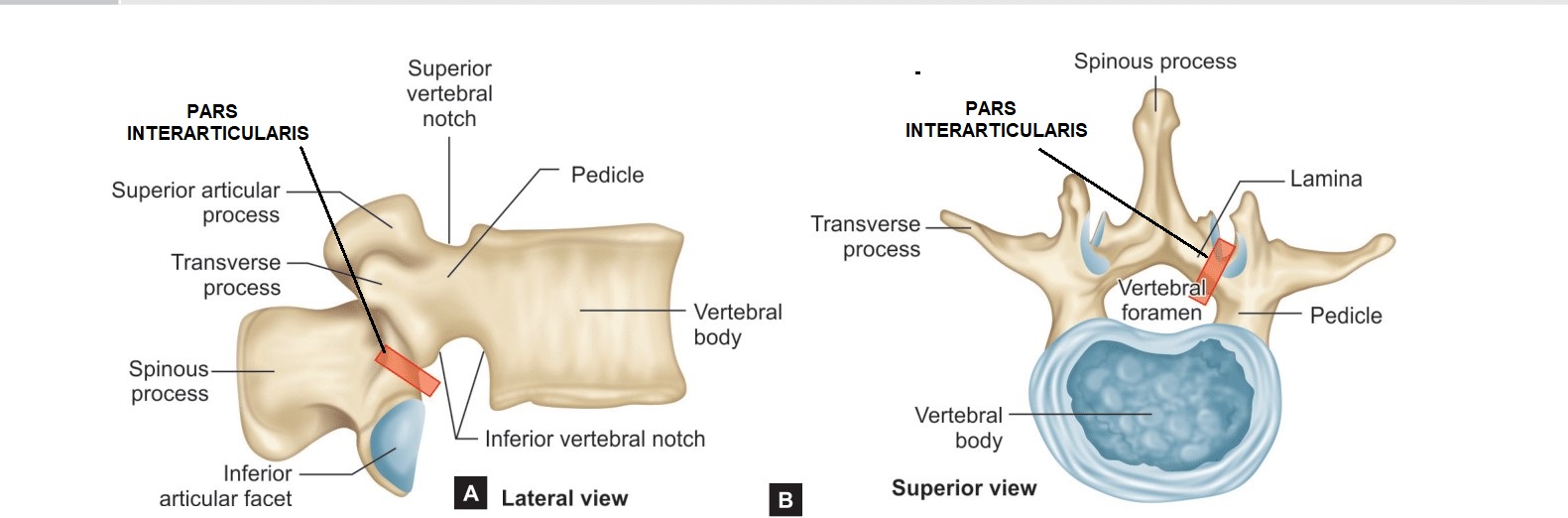 WHAT IS PARS INTERARTICULARIS?