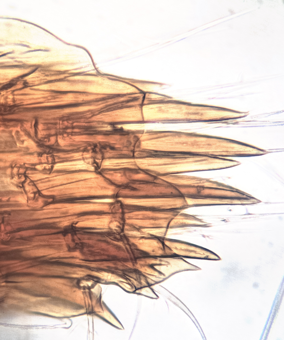 Xyloryctine Moths of Australia: Cryptophasa opalina