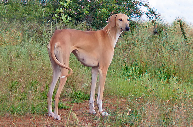 All You Need to Know About Azawakh Dog Breed - Doglopedix