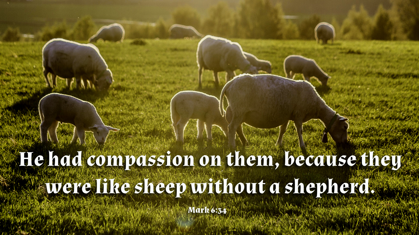 Rev Fran Like Sheep Without A Shepherd A Sermon From Littlefield rev-fran-like-sheep-without-a-shepherd-a-sermon-from-littlefield