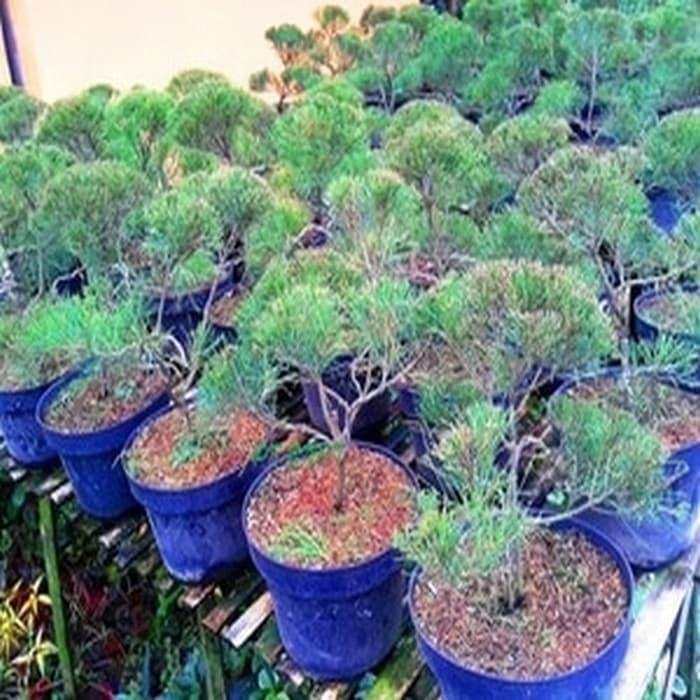 13 JENIS CEMARA YANG MUDAH DIRAWAT ~ SINOX NURSERY