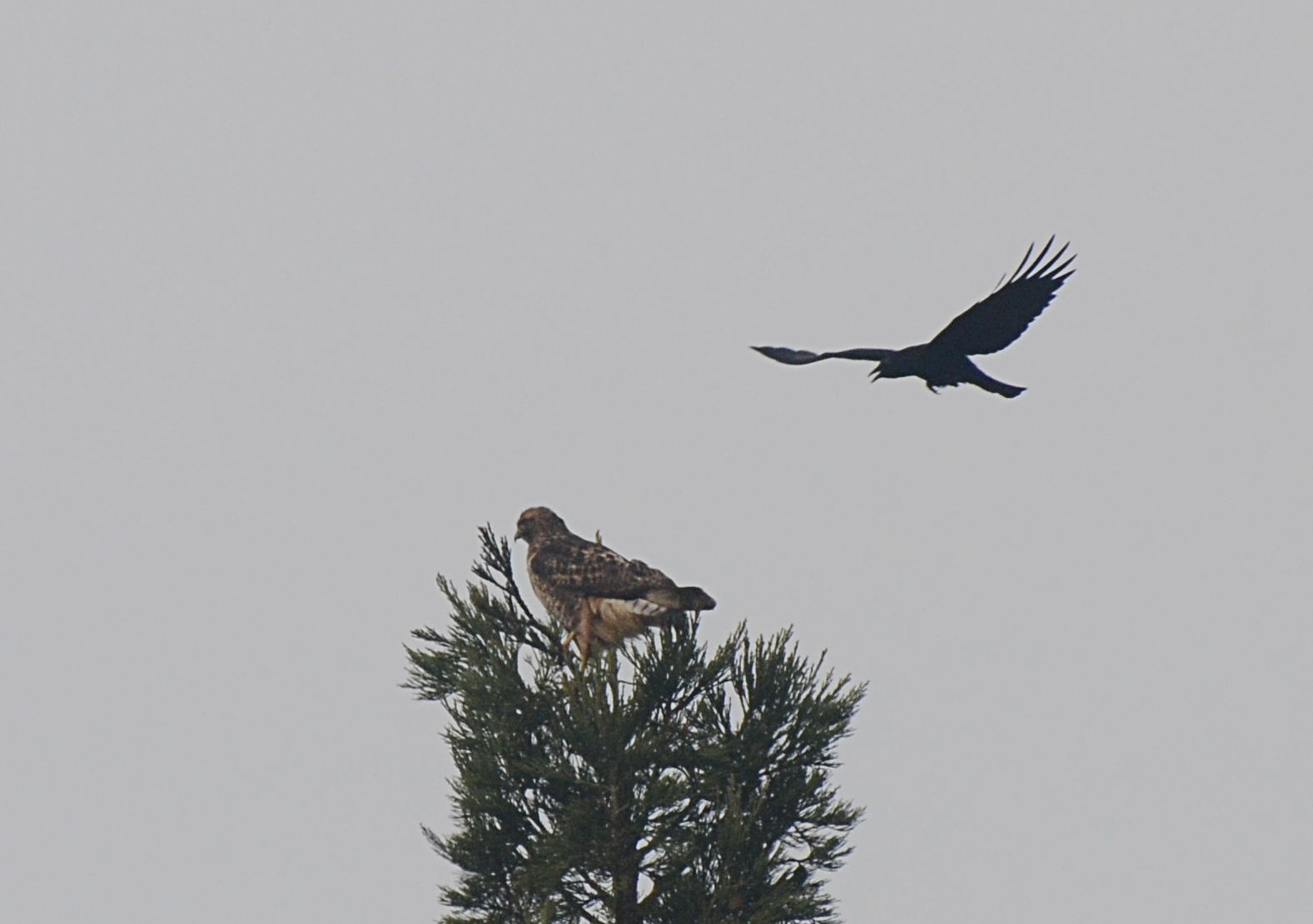 Oregon Backyard Birds, etc.: American Crow