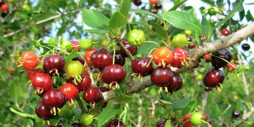 Cultura Guaraní: ÑANGAPIRÍ