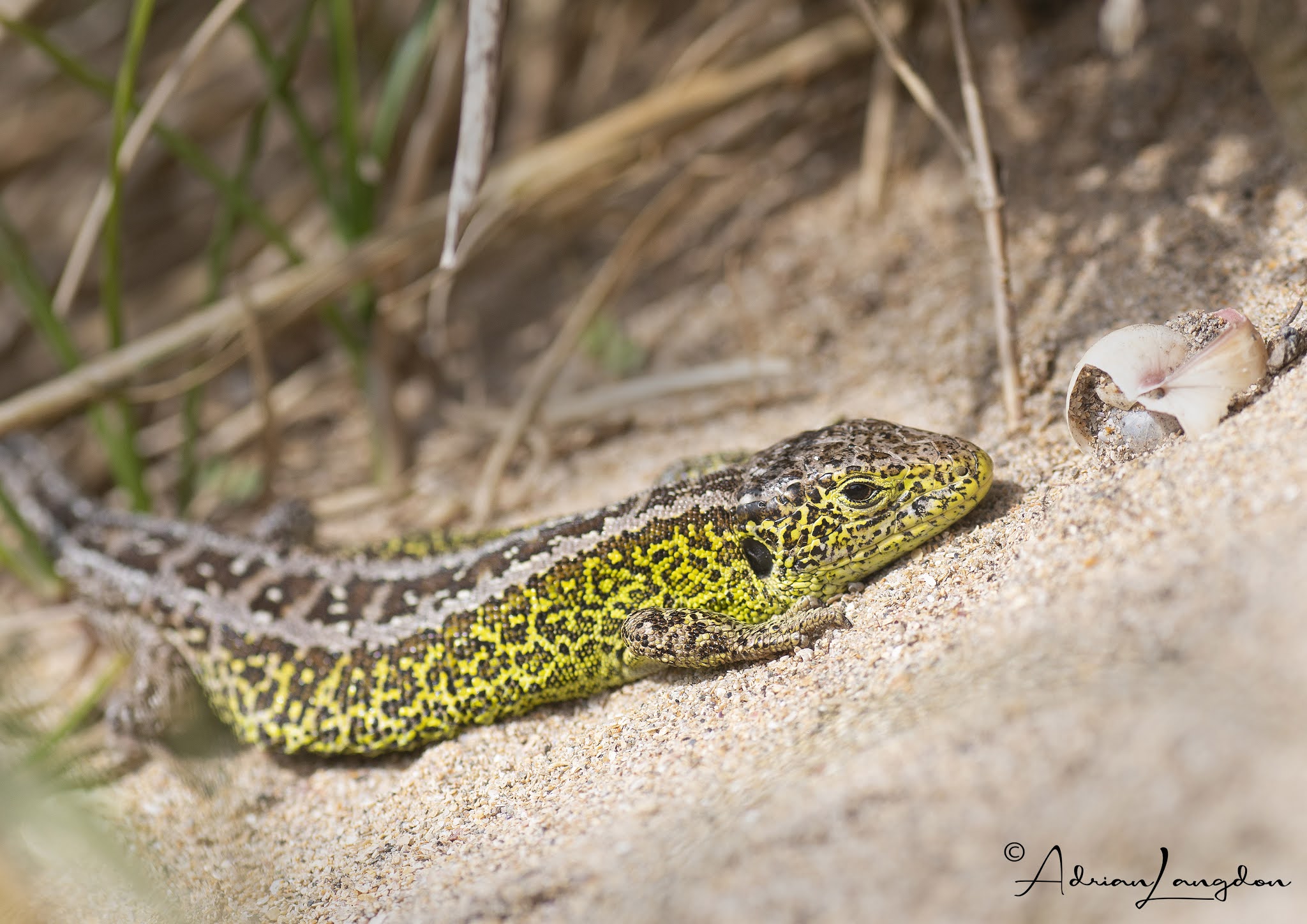 images-naturally!: Sand Lizards in North Cornwall. 30th March 2021.