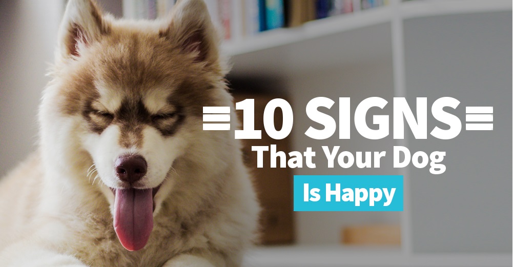 10 SIGNS THAT YOUR DOG IS HAPPY