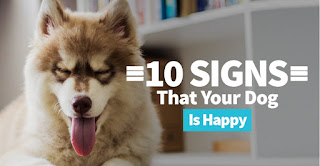 10 SIGNS THAT YOUR DOG IS HAPPY