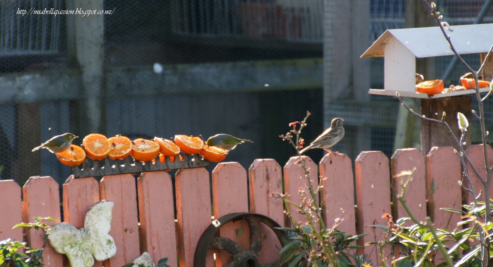 Rake Head Bird Or Butterfly Feeder...