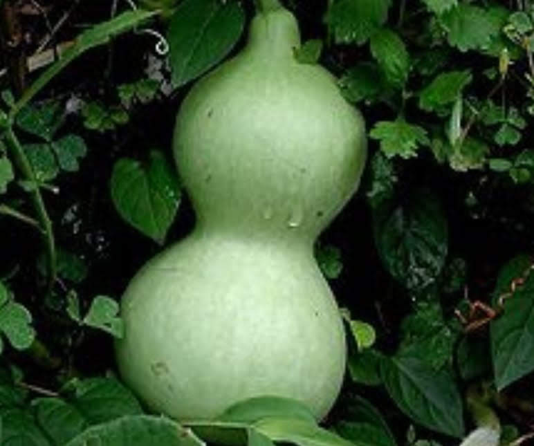 Toko Pertanian Terdekat | Lmga Agro: Jual Benih Labu Madu F1 Murah ...