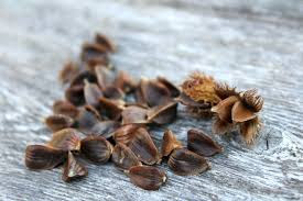 Noten, Zaden & Pitten: Beukennootjes