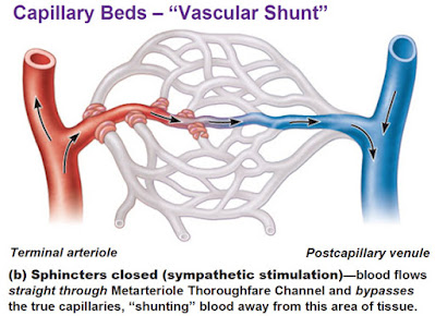 Microcirculation Through Capillary Beds